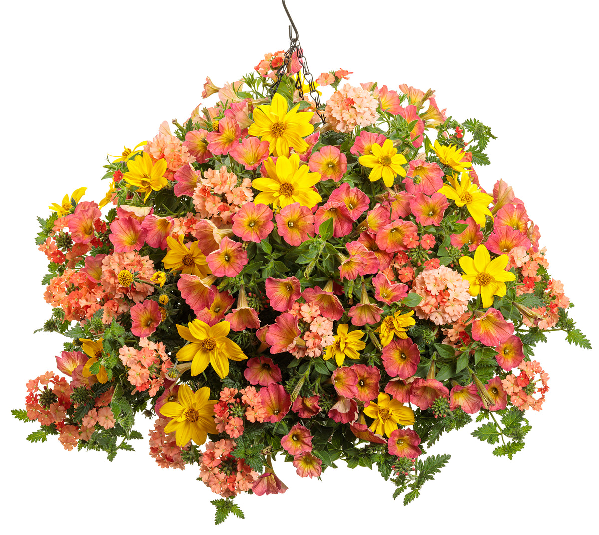 Petunia - Supertunia Persimmon – Country Hills Golf Shop