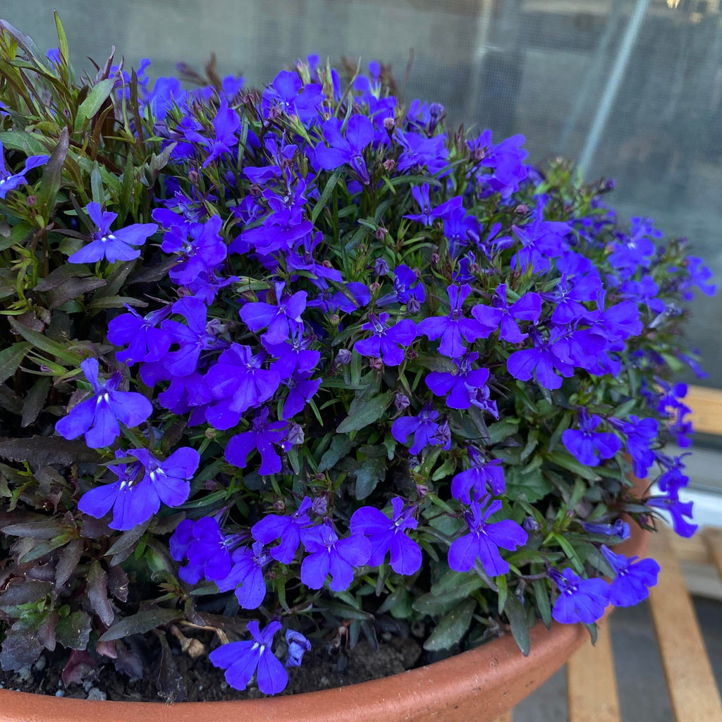 Lobelia Erinus Crystal Palace